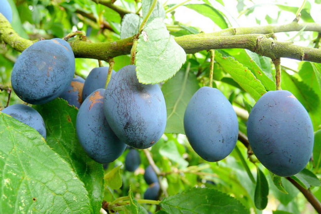Top 3 Heritage Plums Fruit Trees To Try